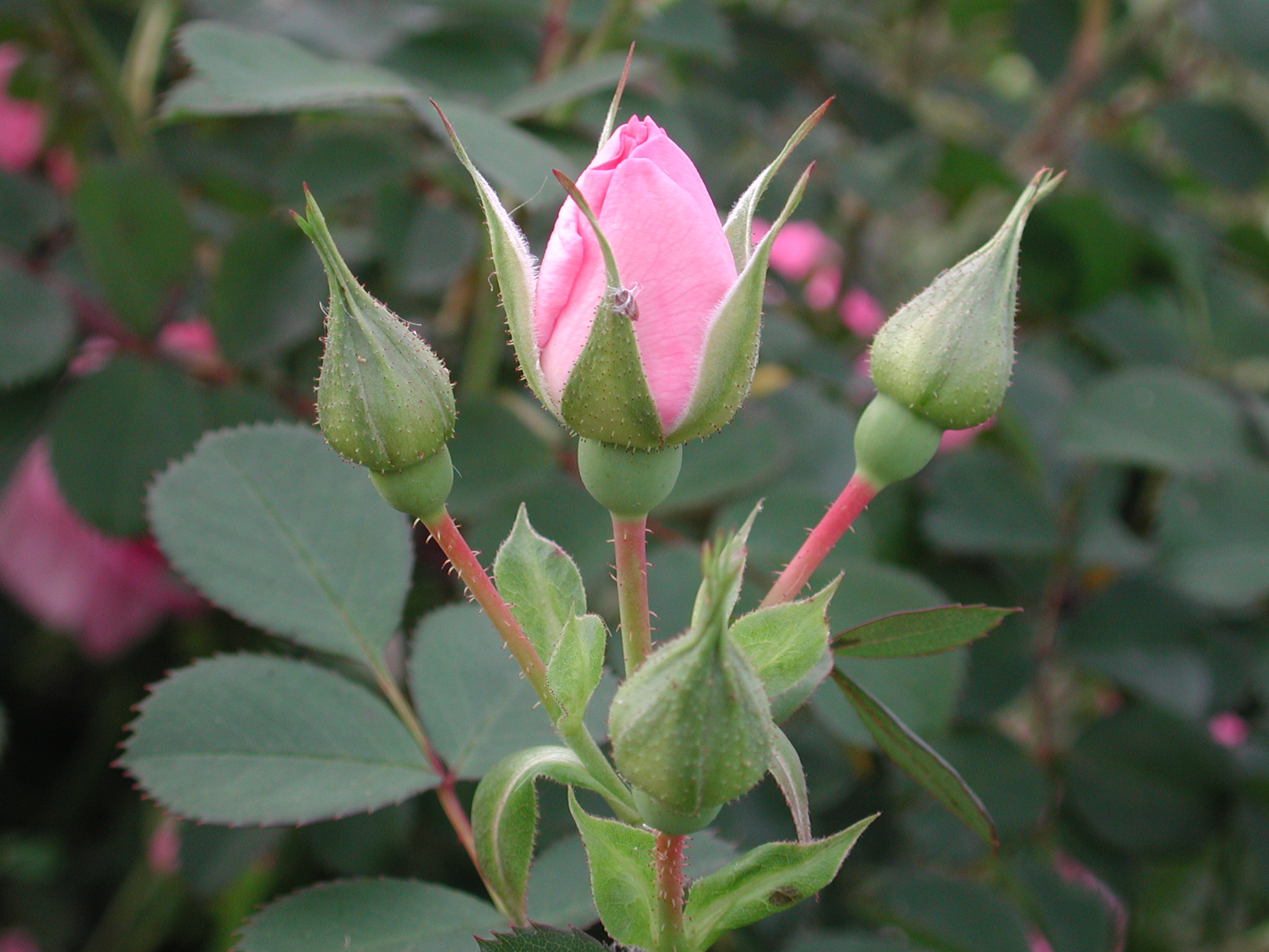 Methodology – Rose Genetics and Breeding