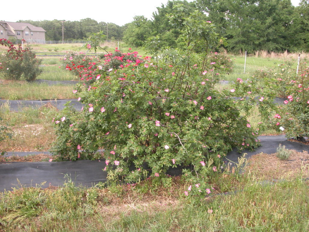 Basye’s Legacy – Rose Genetics and Breeding